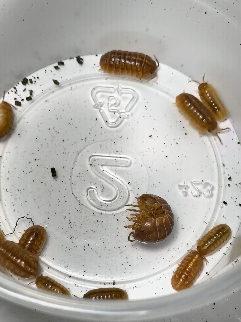 Buy Armadilidium Vulgare Sunset Isopods | MyIsopods