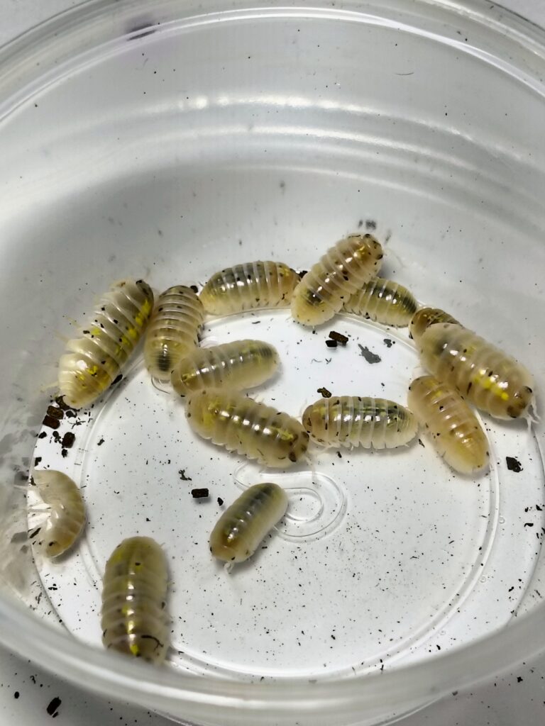 Japanese Magic Potion Isopods: Buy Armadilidium Vulgare Now!