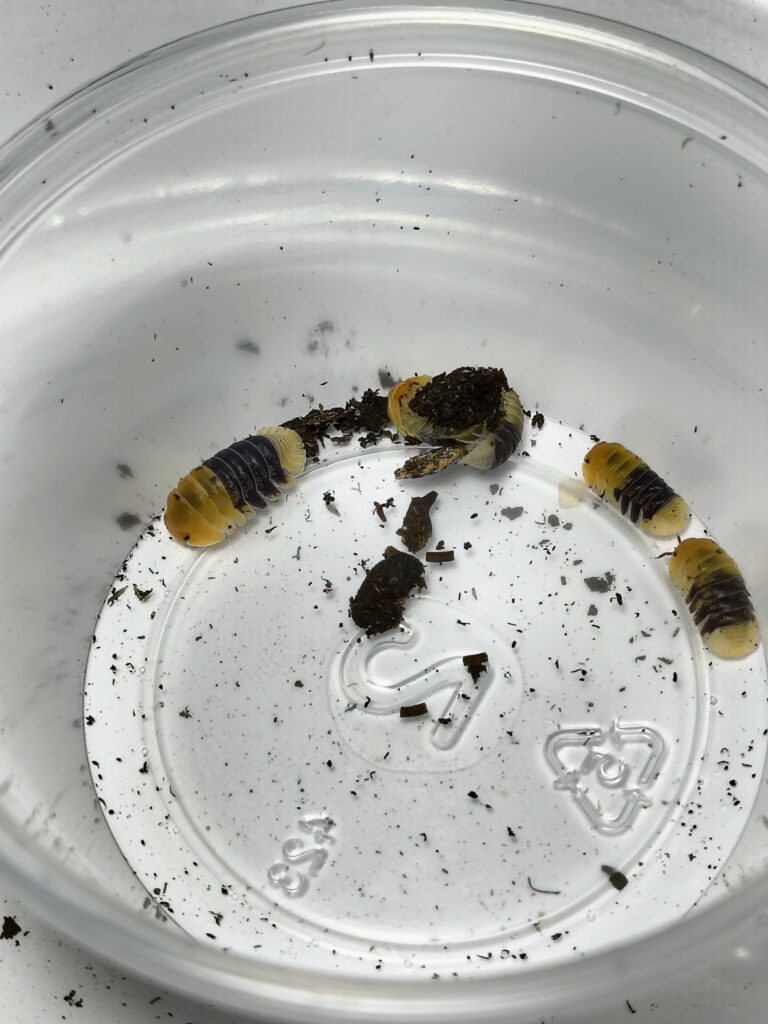 Cubaris SP Rubber Bee for Sale | MyIsopods - Beautiful Morph