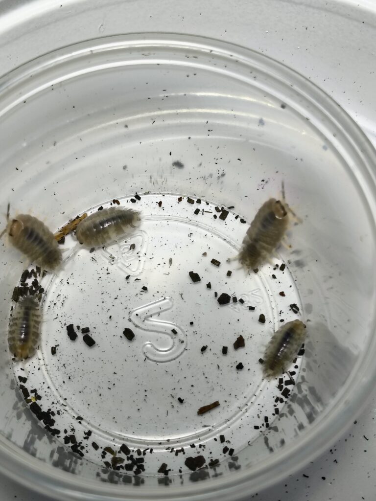 Milk Back Isopods for Sale | My Isopods