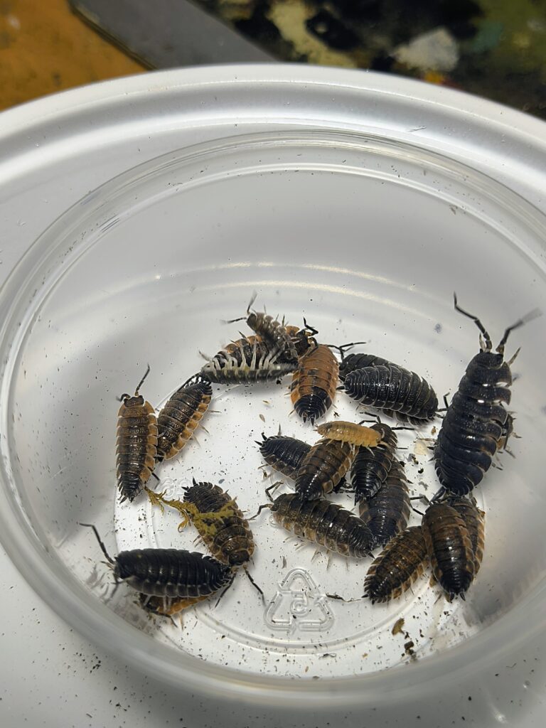 Buy Porcellio Scaber (Lava) Isopods at My Isopods